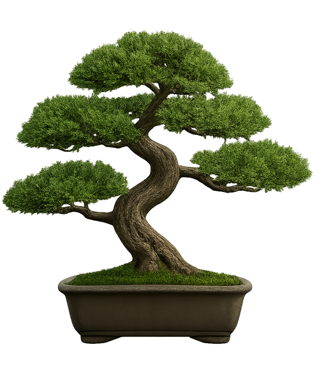Bonsai Plant Transparent PNG 100% Free Download